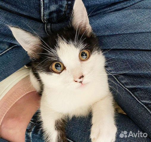 Очаровательная котейка в дар