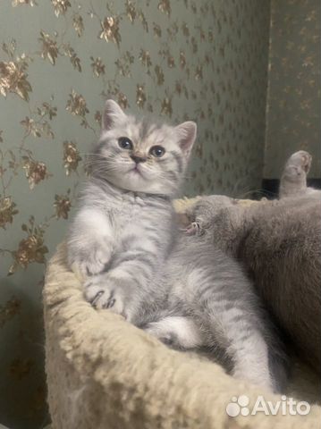 Британский котенок окрас вискас (табби)
