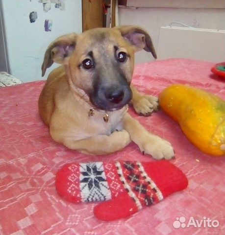 Малявочка ищет дом