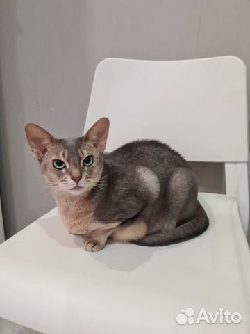 Абиссинская кошка
