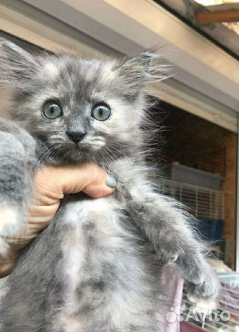 Котенок дымчатая Кисси
