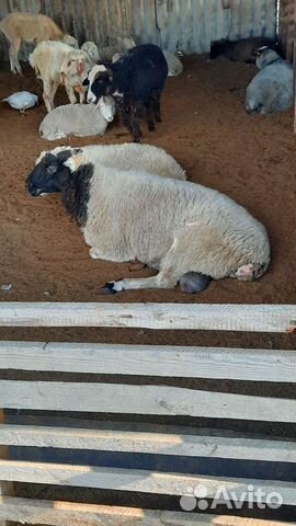 Баран Эдельбаевский