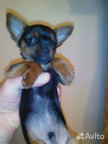 Той-терьер щенки