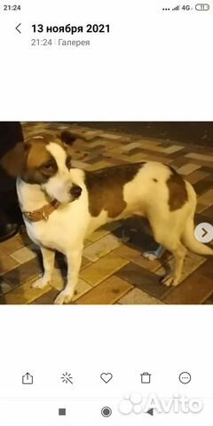 Ищу прежних или новых хозяев маленькой собачке