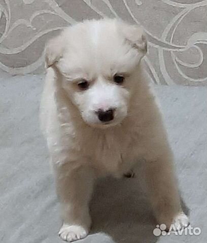 Собаки