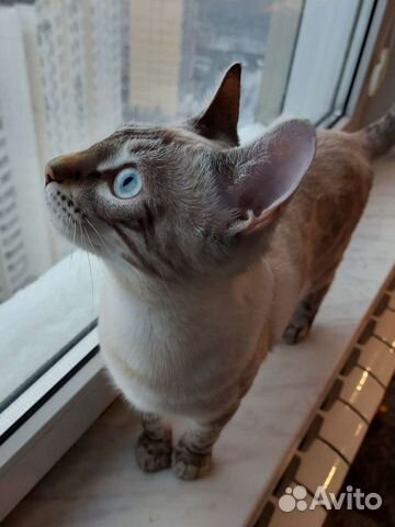 Бенгальские котята москва