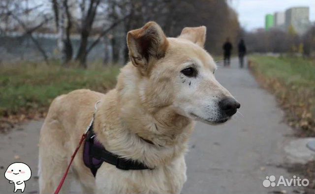 Ганс замерзает в клетке приюта