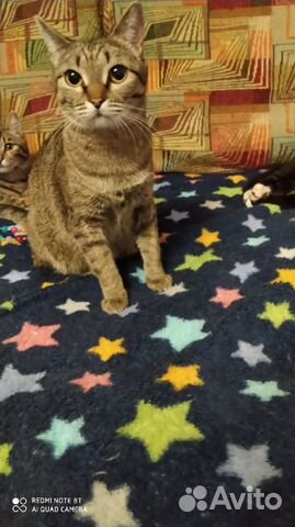 Отдам кошку Ташу