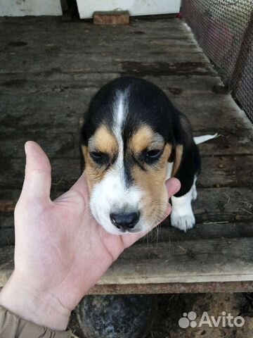 Эстонская гончая