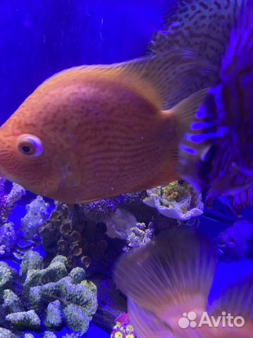 Рыба северум