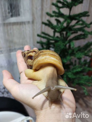 Улитка ахатина гигантская