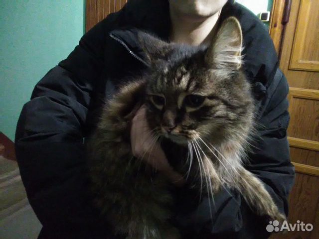 Нашелся котик