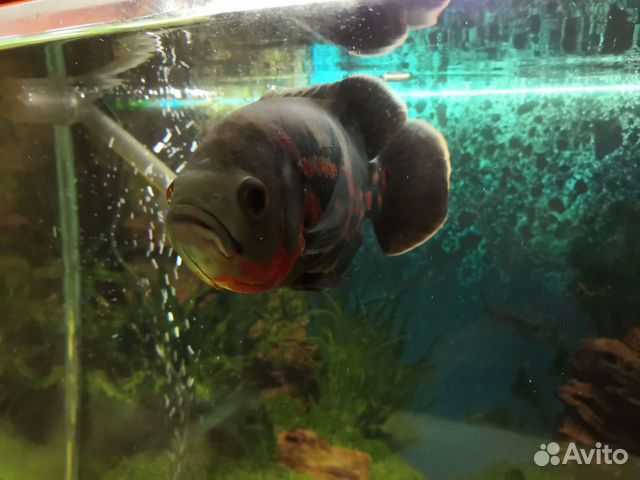 Астронотус