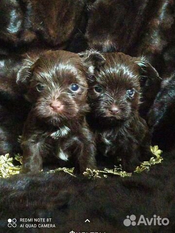 Шоколад, Шоко Мерле, Шокоберри, Биро, Бивер