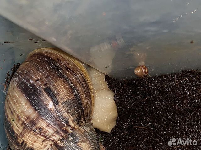 Улитка. Ахатины Фулика