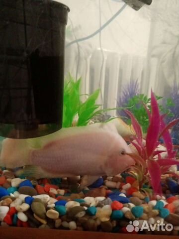 Аквариумные рыбки
