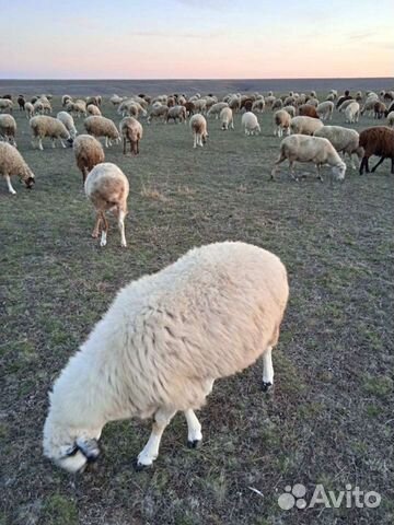 Продам барашек