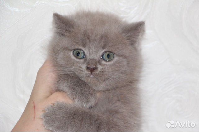 Продадим котенка