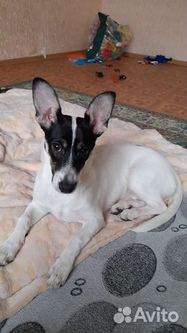 Щенок метис Джек Рассел