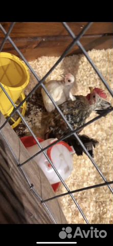 Куры серама