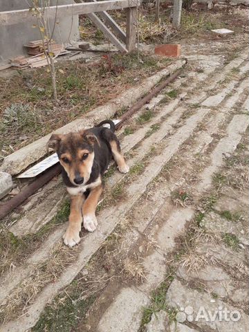 Собака в добрые руки