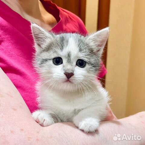 Котенок-мальчик в заботливые руки