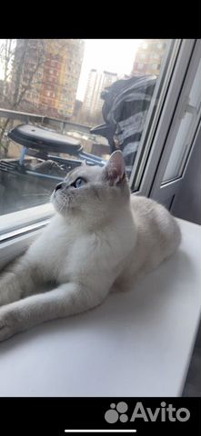 Бурмилла короткошерстная