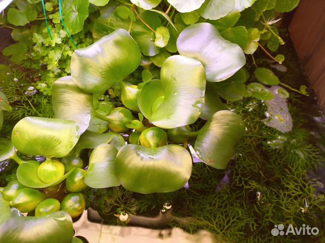 Эйхорния (Водный Гиацинт) Аквариумные растения