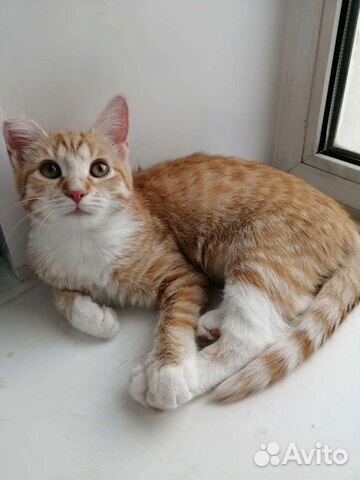 Котенок Злата в добрые руки