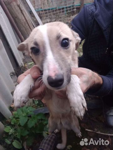 Отдам в добрые руки