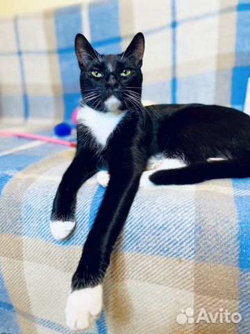 Бэтмен в добрые руки