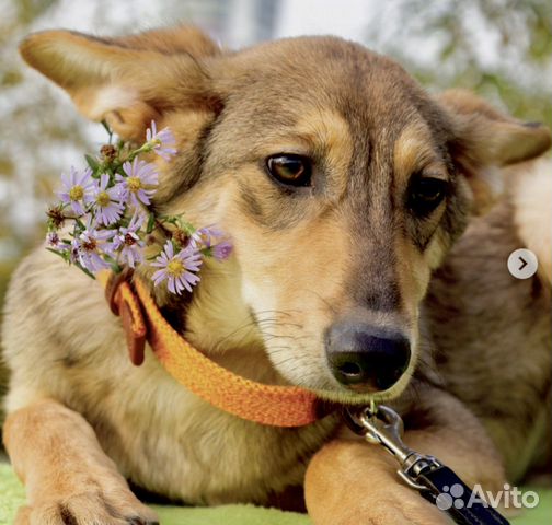 Щенок очень хочет домой