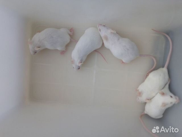 Мышь кормовая