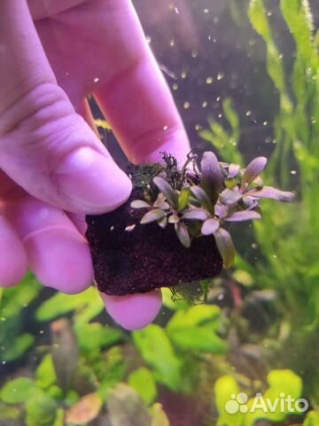 Набор буцефаландр+анубиас+папоротник