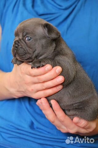 Девочка в разведение носитель гена изабелла