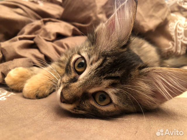 Красавица Василиса ищет дом