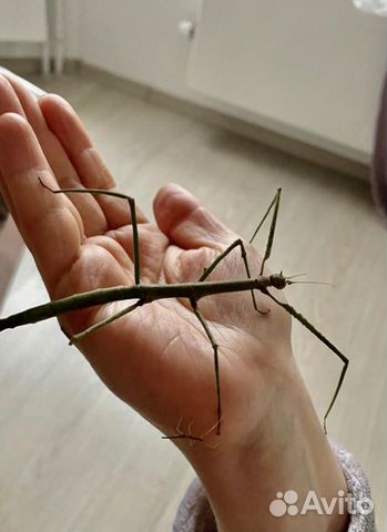 Анамский палочник