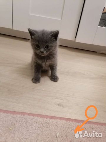 Котята от британки