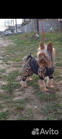 Йоркширский терьер, вязка