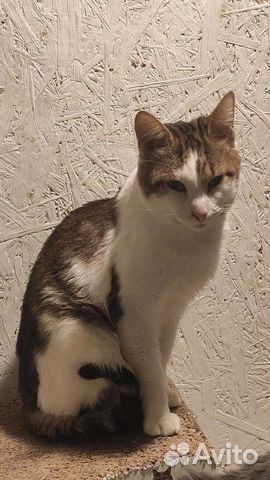 Необыкновенный котик Кузя
