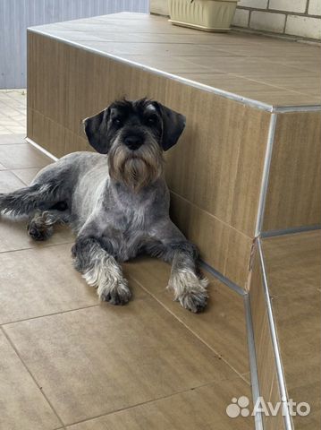 Миттельшнауцер