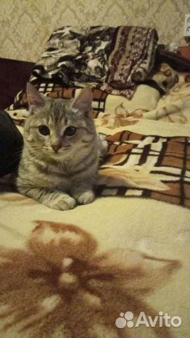 Красивые котята в добрые руки