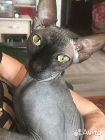 Канадский сфинкс девочка