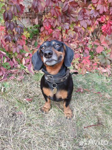 Такса,кобель,вязка