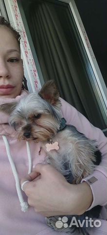 Йоркширский терьер мини беби фейс