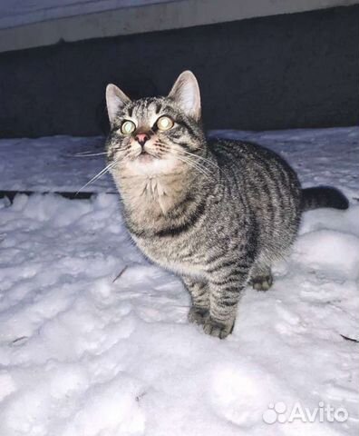 Две кошечки в изумительных шубках ищут дом