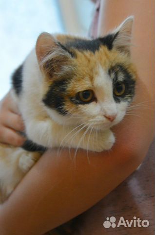 Котята трехцветки в добрые руки