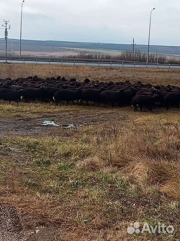 Бараны матки