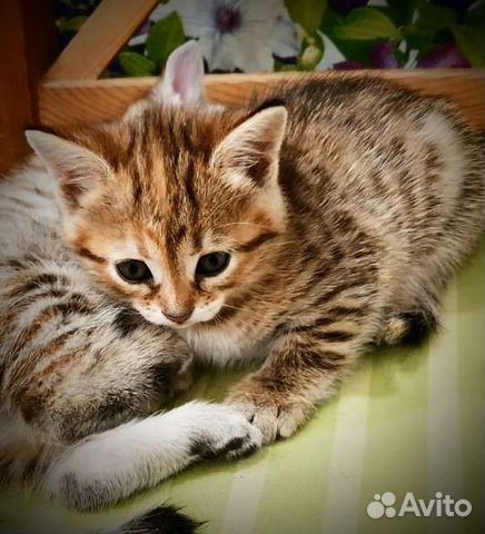 Котенок, кот, кошка