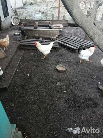 Продаю Домашняя птица